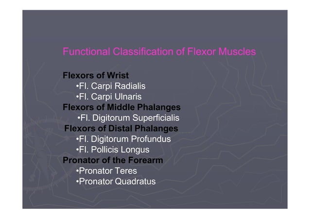 Ul- flexor - Forearm.pptx