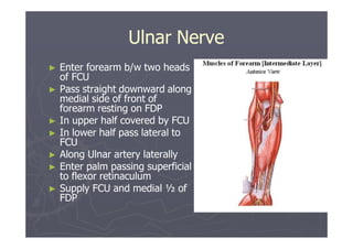 Ul- flexor - Forearm.pptx