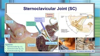 Shoulder Region | PPTX