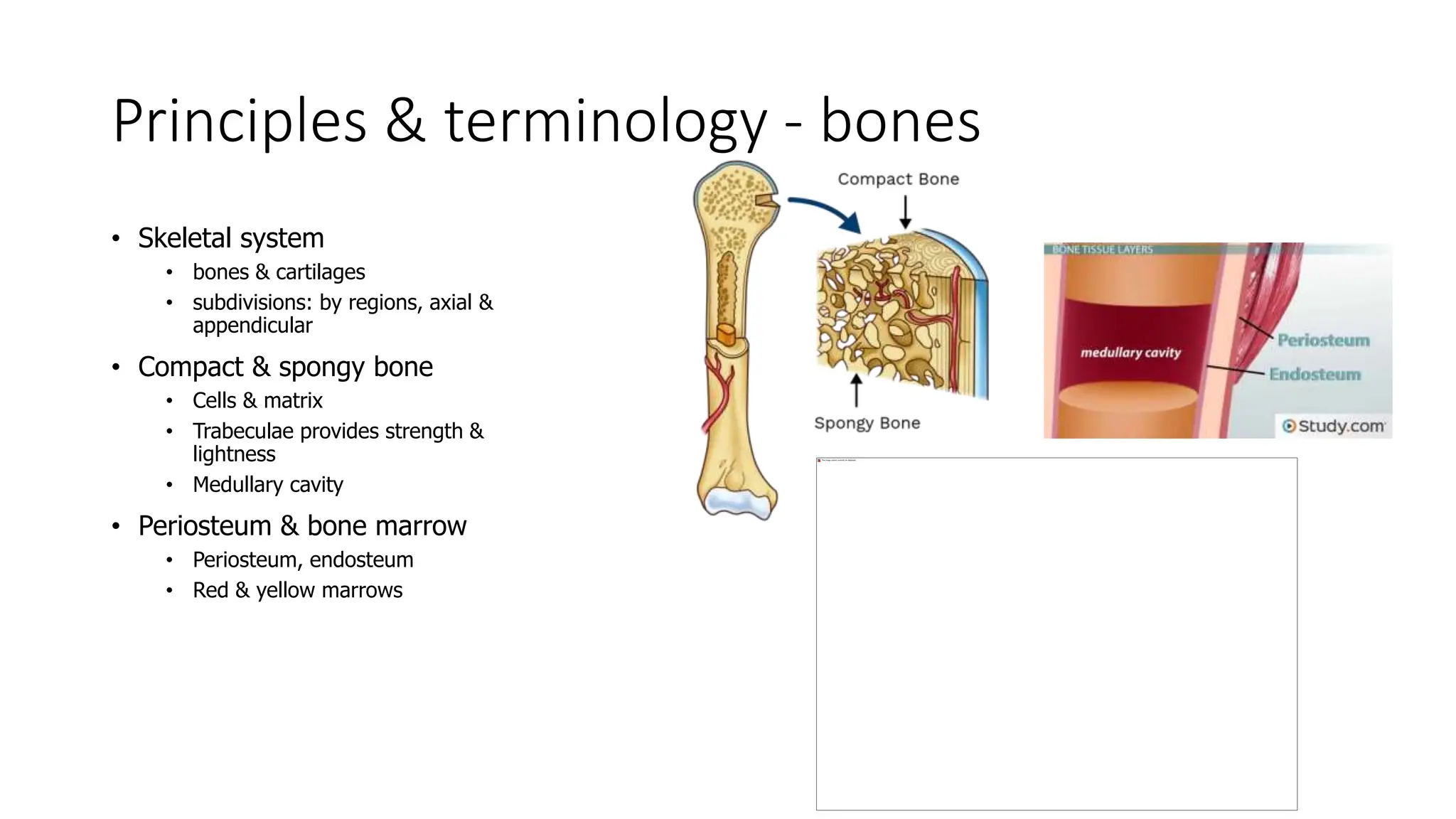 Principle of osteology upper limbs anatomy | PPT