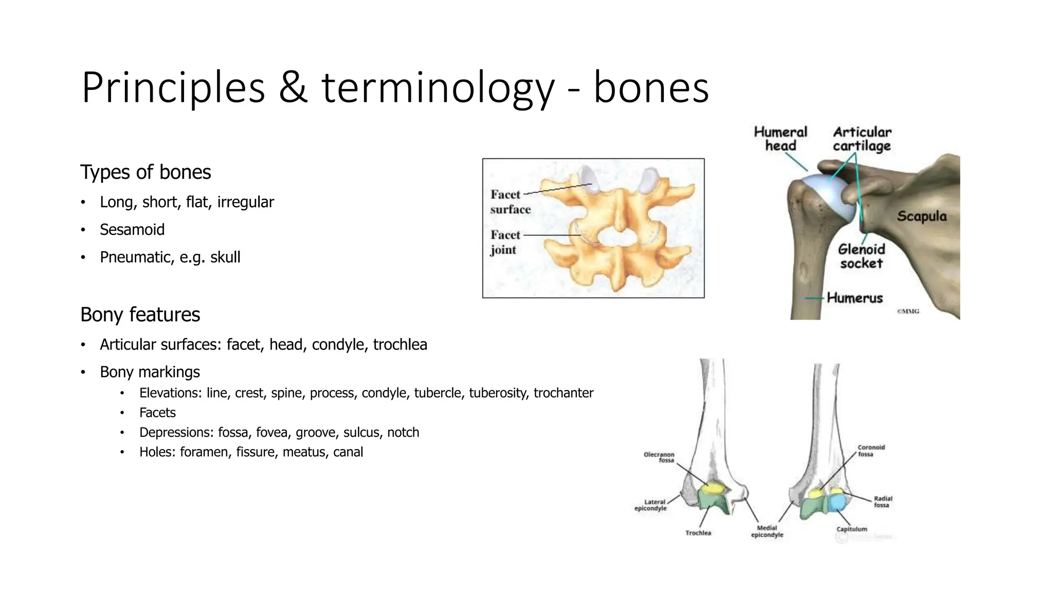 Principle of osteology upper limbs anatomy | PPT