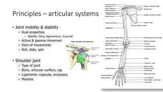 Principle of osteology upper limbs anatomy | PPTX