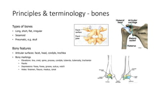 Principle of osteology upper limbs anatomy | PPT
