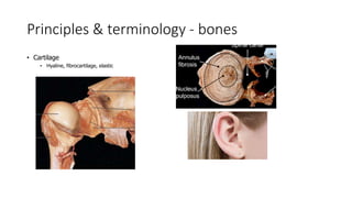 Principle of osteology upper limbs anatomy | PPT