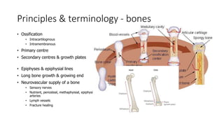 Principle of osteology upper limbs anatomy | PPTX