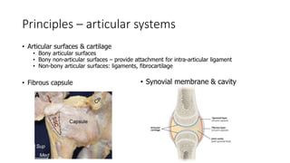 Principle of osteology upper limbs anatomy | PPTX