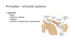 Principle of osteology upper limbs anatomy | PPT