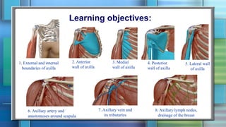 Axilla | PDF | Death, Injury, or Military Conflict | Sensitive Topics