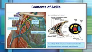 Axilla | PDF