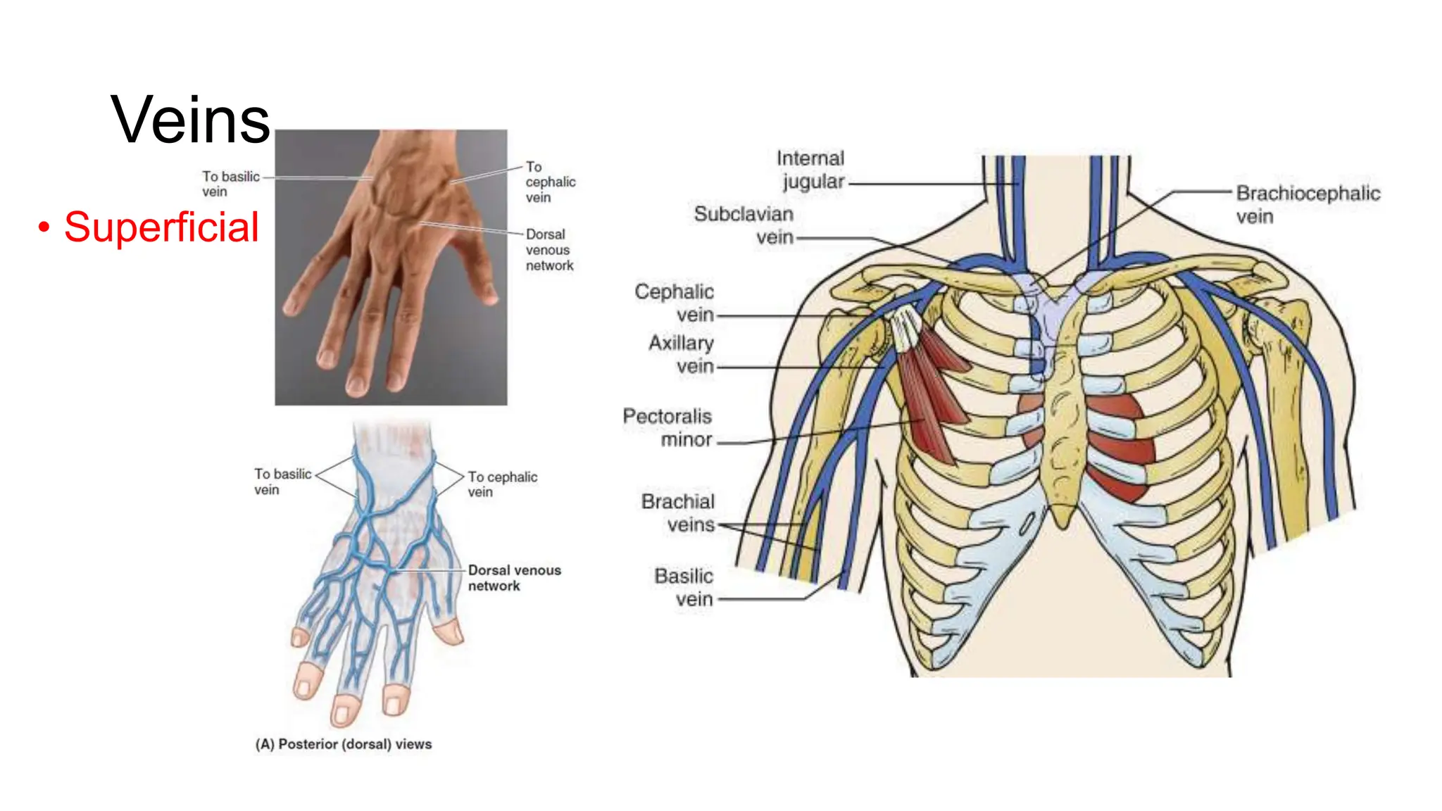 Vasculature of upper limbs anatomy medical school | PPTX