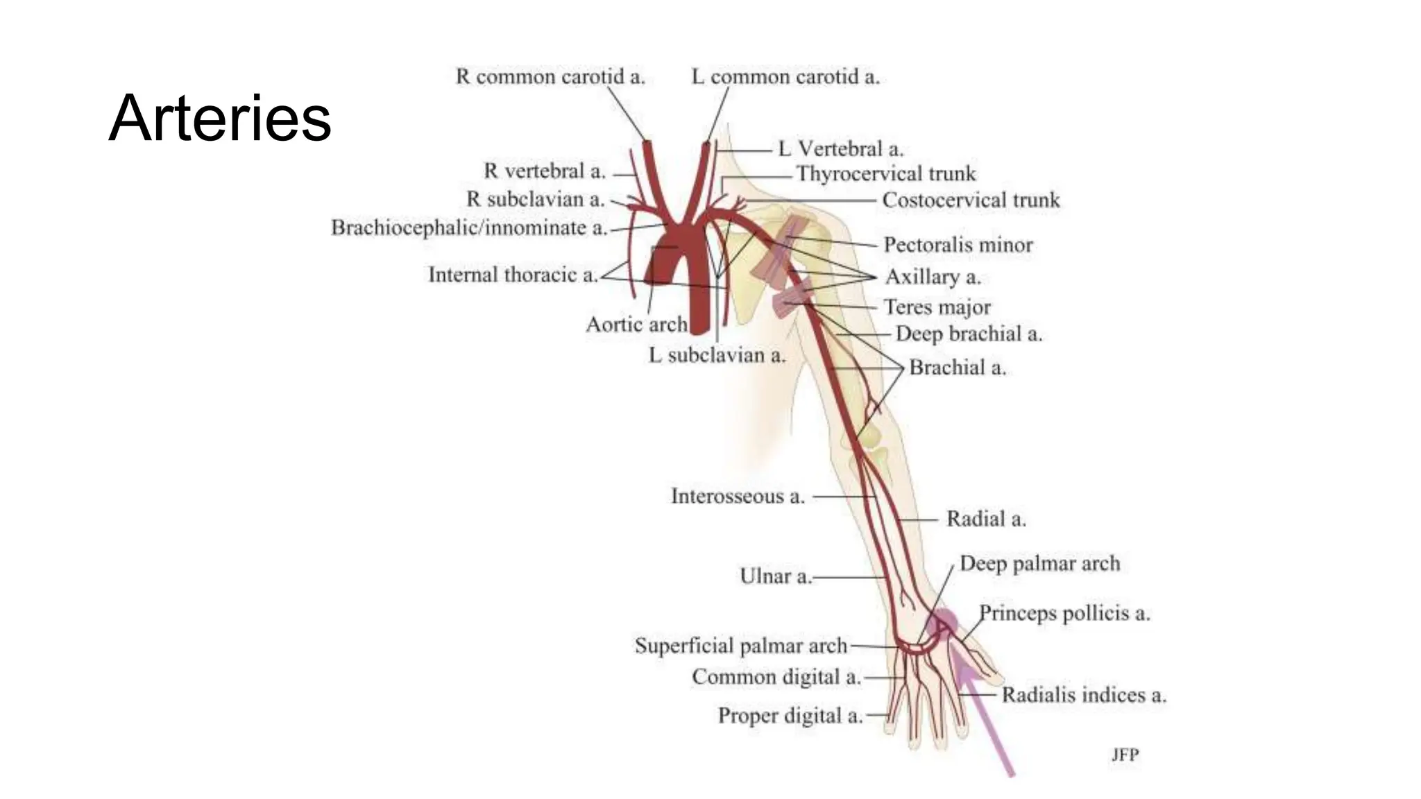 Vasculature of upper limbs anatomy medical school | PPTX