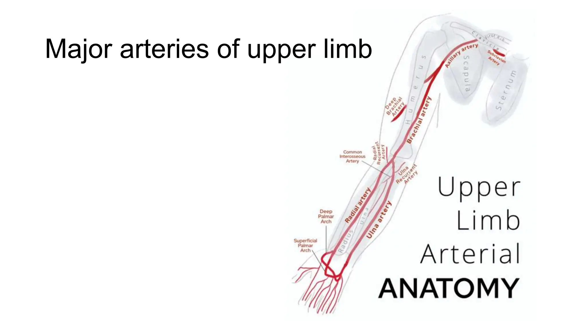 Vasculature of upper limbs anatomy medical school | PPTX