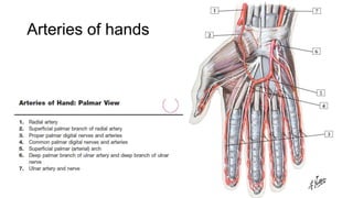 Vasculature of upper limbs anatomy medical school | PPTX