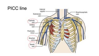 Vasculature of upper limbs anatomy medical school | PPTX