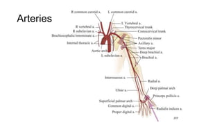 Vasculature of upper limbs anatomy medical school | PPTX