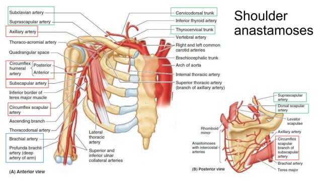 Vasculature of upper limbs anatomy medical school | PPT