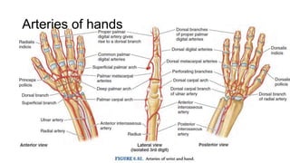 Vasculature of upper limbs anatomy medical school | PPTX