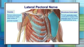 Brachial Plexus | PPT