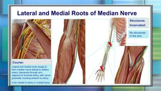 Brachial Plexus | PPT