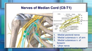 Brachial Plexus | PDF