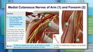 Brachial Plexus | PPT