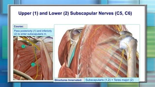 Brachial Plexus | PDF