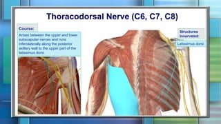 Brachial Plexus | PPT