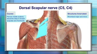 Brachial Plexus | PPT