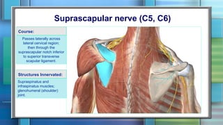 Brachial Plexus | PPT
