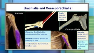 Arm and Elbow | PDF