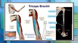 Arm and Elbow | PDF