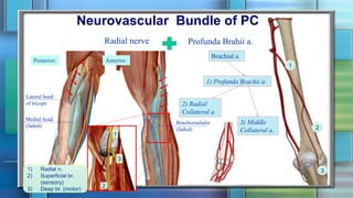 Arm and Elbow | PDF