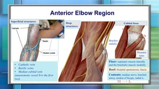 Arm and Elbow | PPT