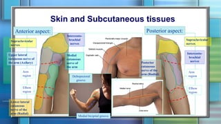 Arm and Elbow | PPT