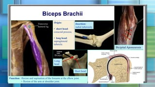 Arm and Elbow | PDF