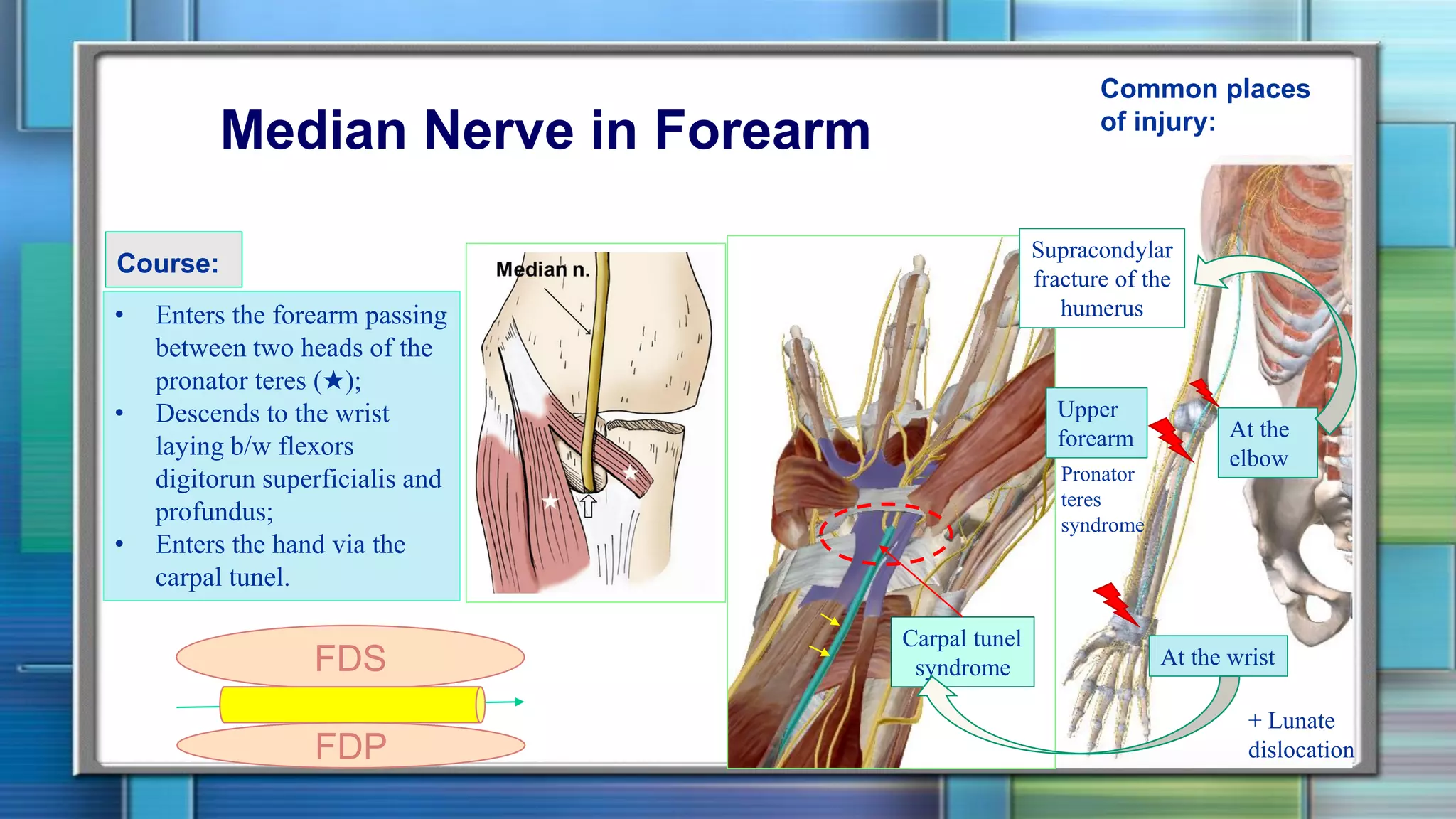 Forearm | PDF