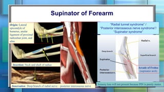 Forearm | PDF