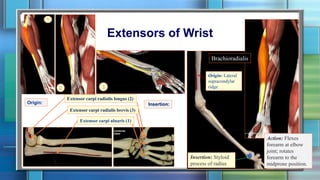 Forearm | PDF