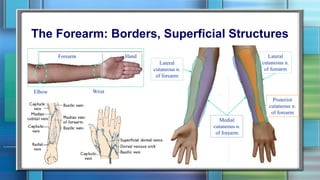 Forearm | PDF