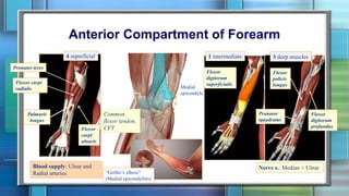 Forearm | PDF