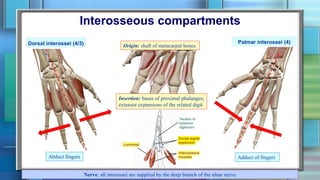 Hand and Wrist | PDF