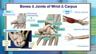 Hand and Wrist | PDF