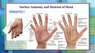Hand and Wrist | PDF