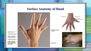 Hand and Wrist | PDF