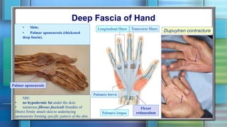 Hand and Wrist | PDF
