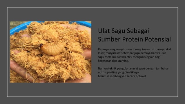 Materi Ngopi Eps. 22 "Pemanfaatan Ulat Sagu sebagai Sumber Protein ...