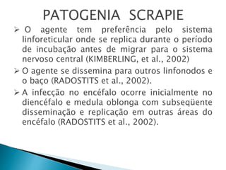 Ulcera | PPTX