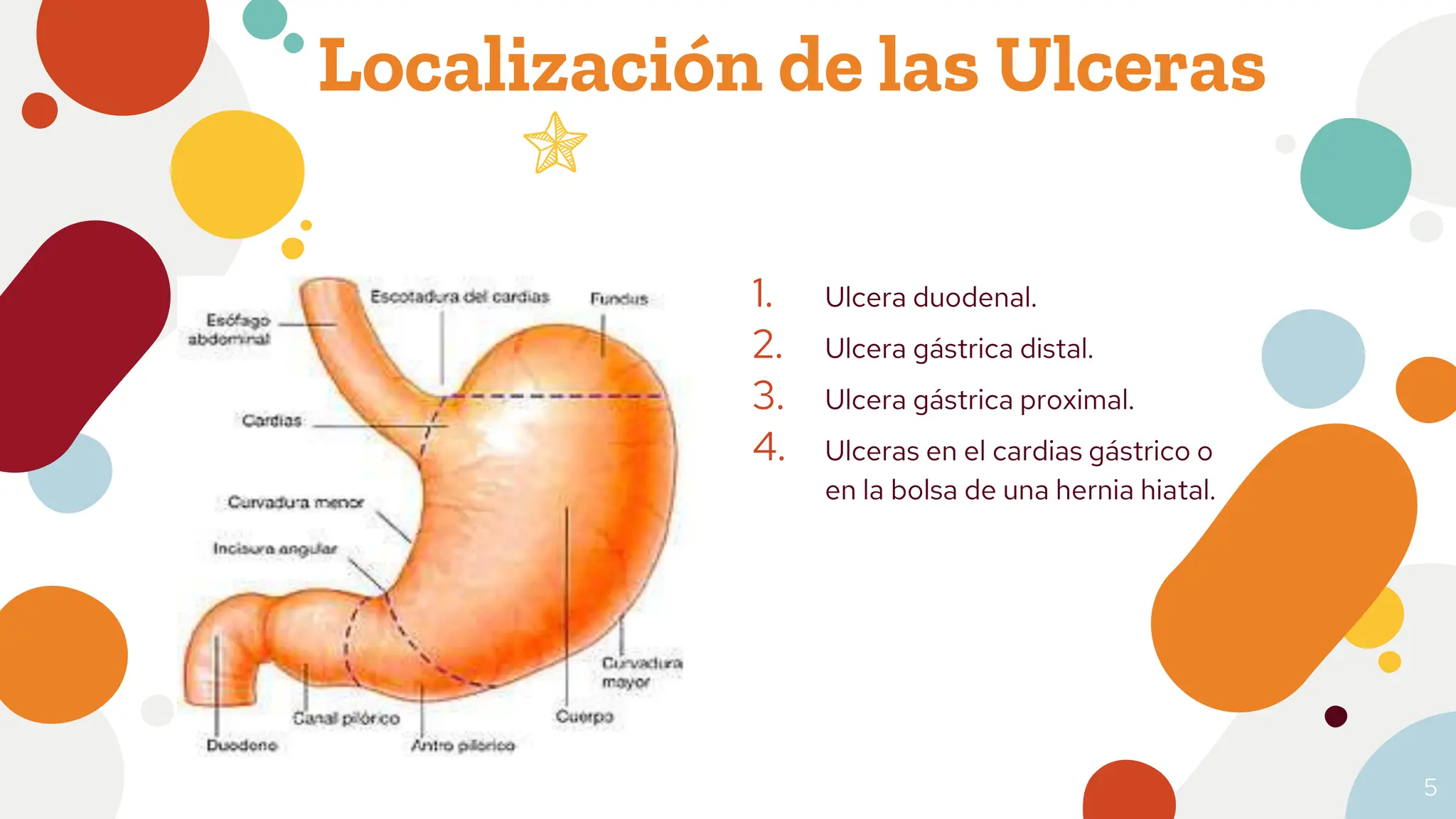 ulceras pépticas, anatomía, histología.. | PPT