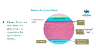 Ulceras corneales y enucleacion | PDF