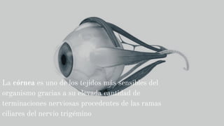 Ulceras corneales y enucleacion | PDF